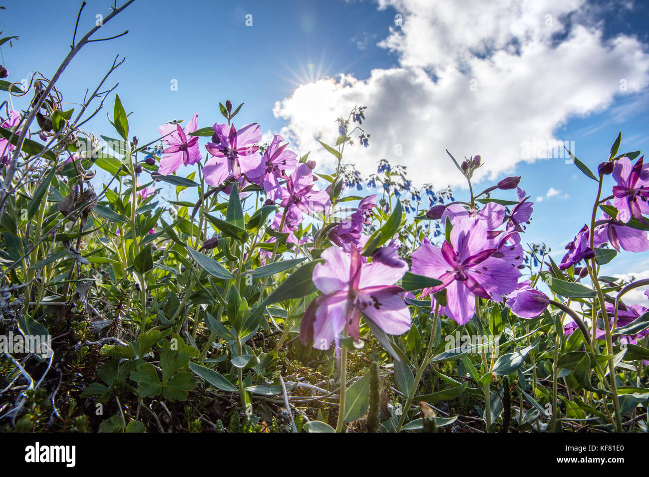 USA, Alaska, Denali, Denali National Park, some of the breathtaking ...