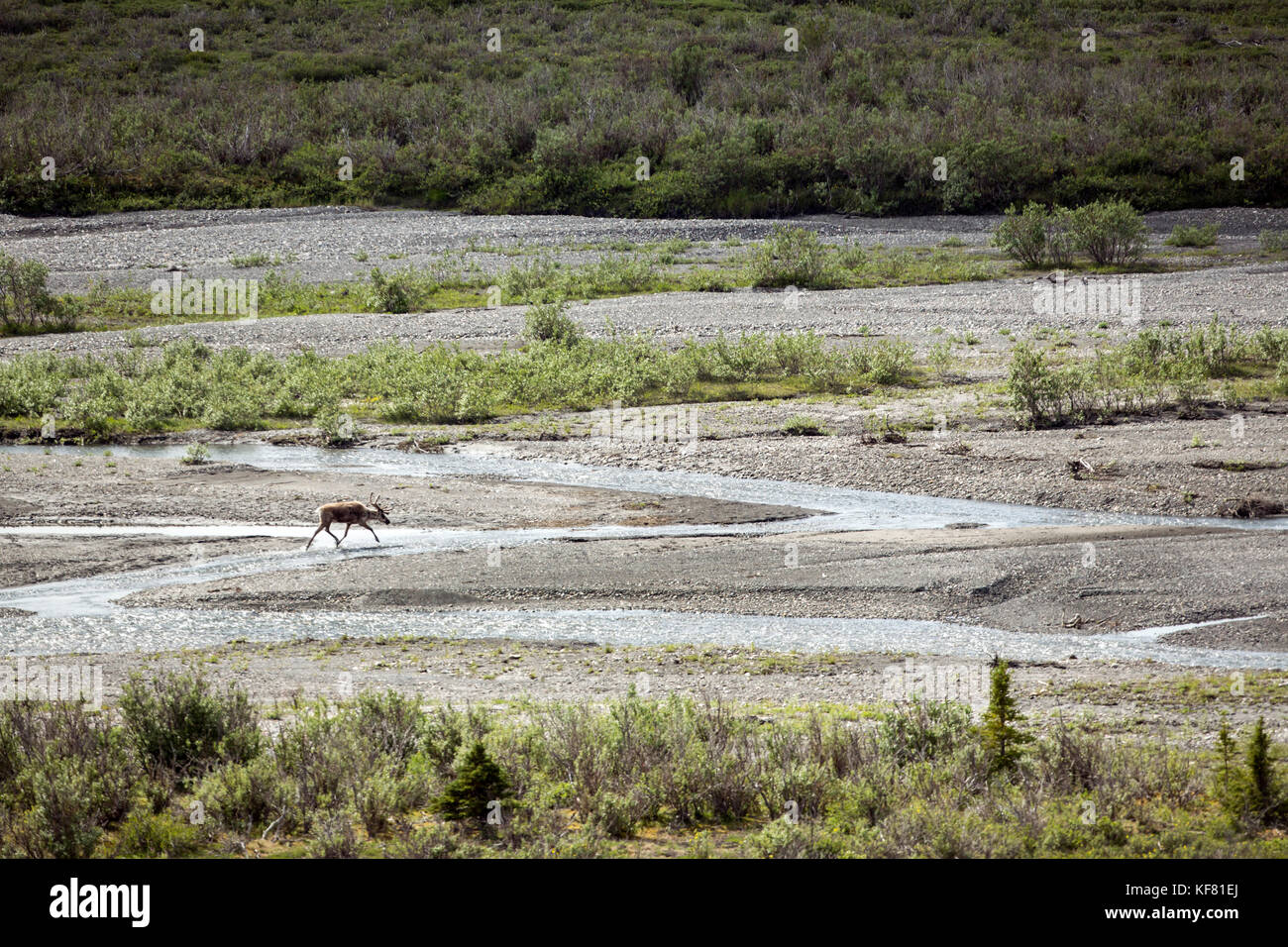 USA, Alaska, Denali, Denali National Park, Caribou crossing the Toklat ...