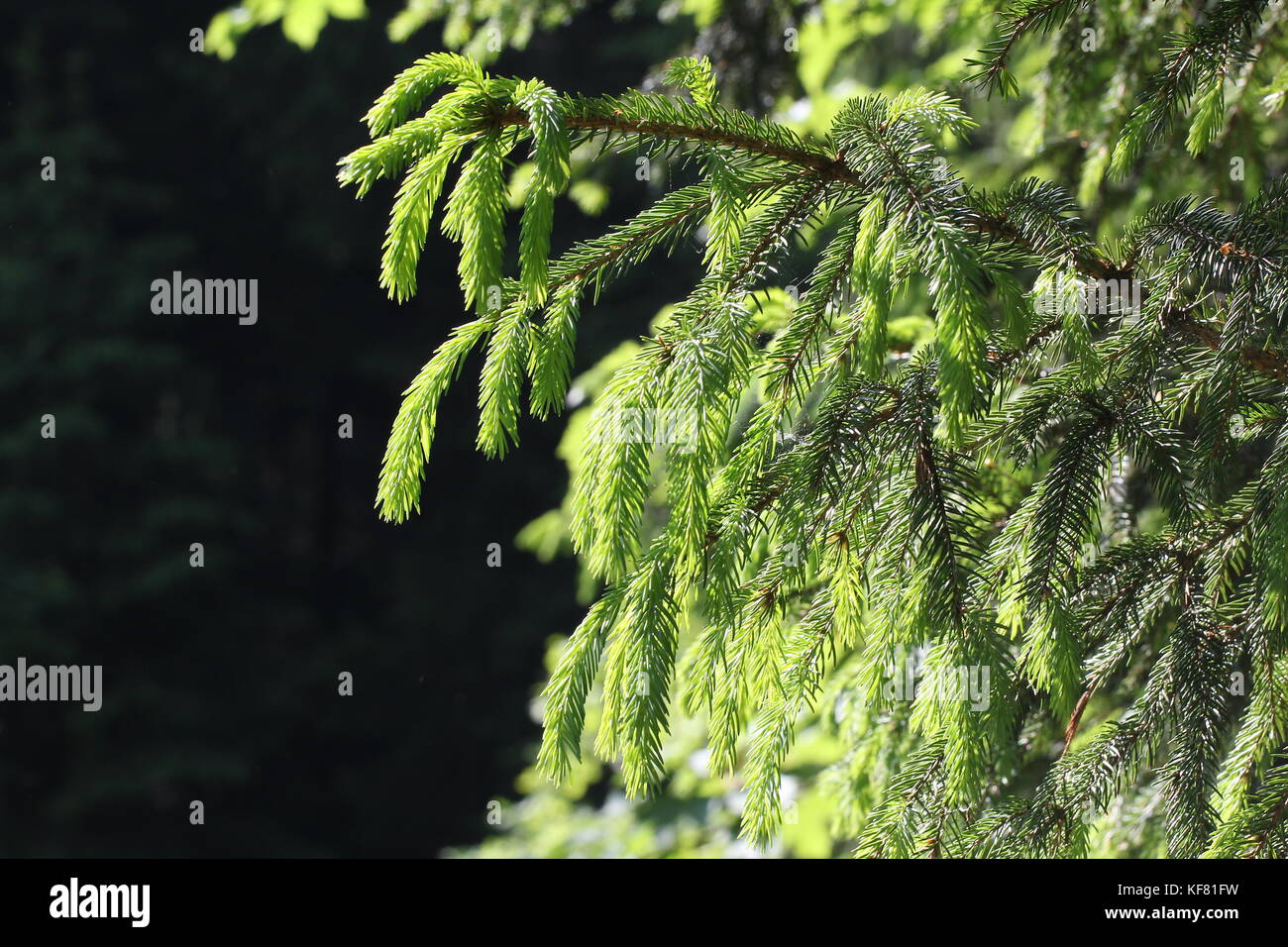 Coniferous trees in forest / Needles close-up Stock Photo - Alamy