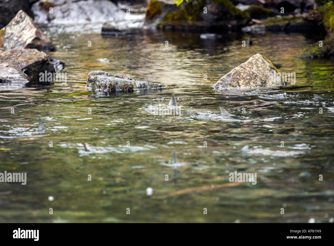 USA, Alaska, Redoubt Bay, Big River Lake, a school of sock-eye salmon ...