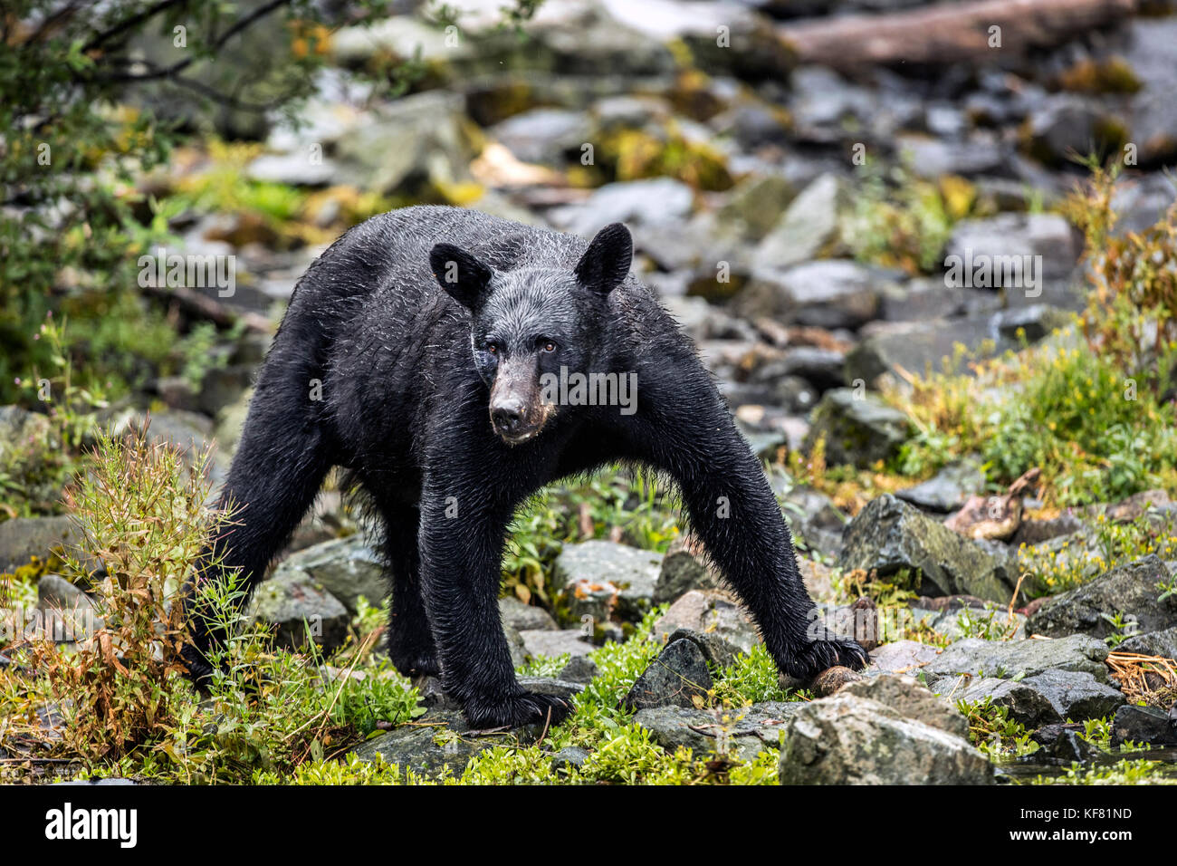 USA, Alaska, Redoubt Bay, Big River Lake, a black bear walking on the ...
