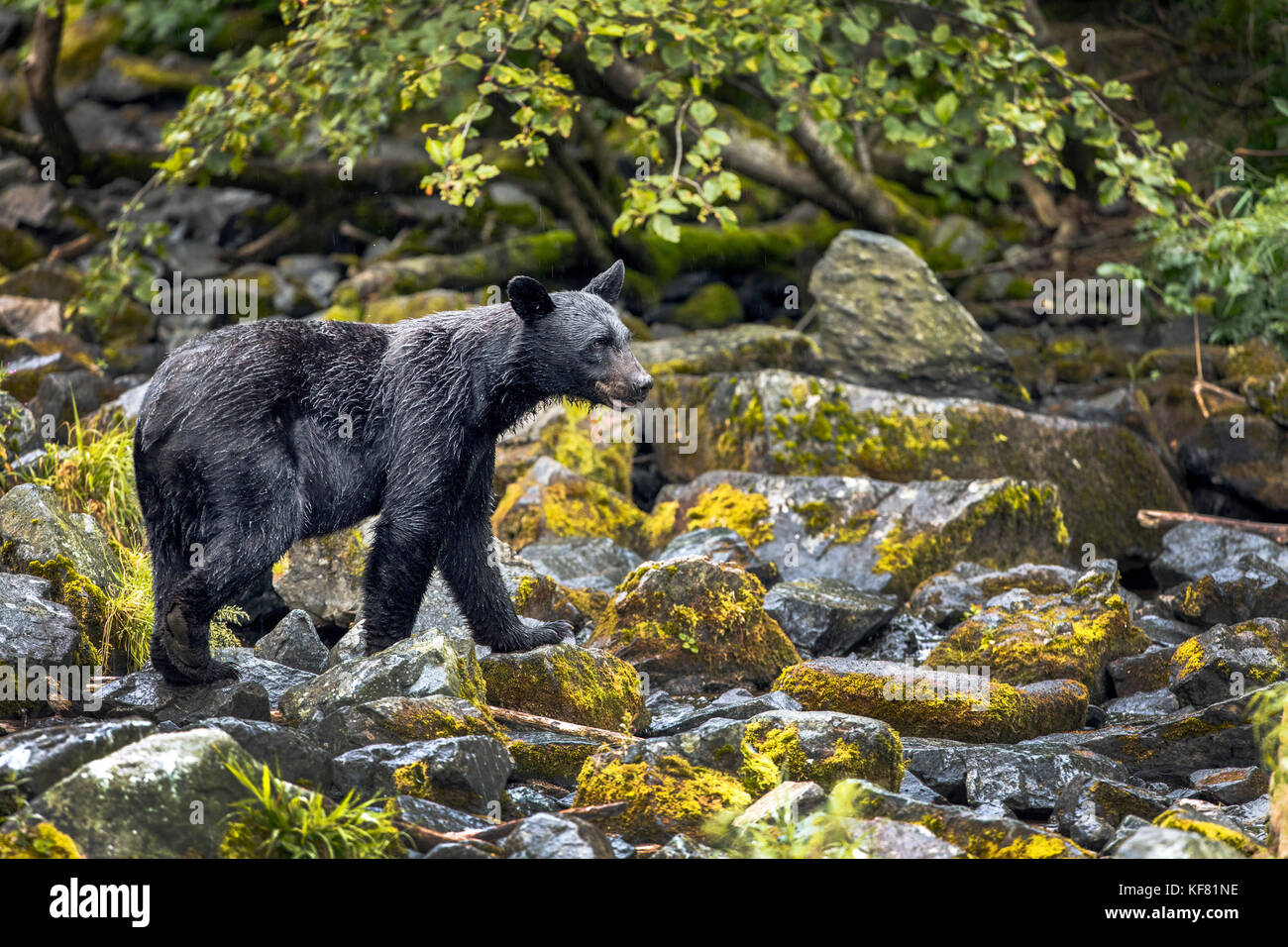 USA, Alaska, Redoubt Bay, Big River Lake, a black bear walking on the ...