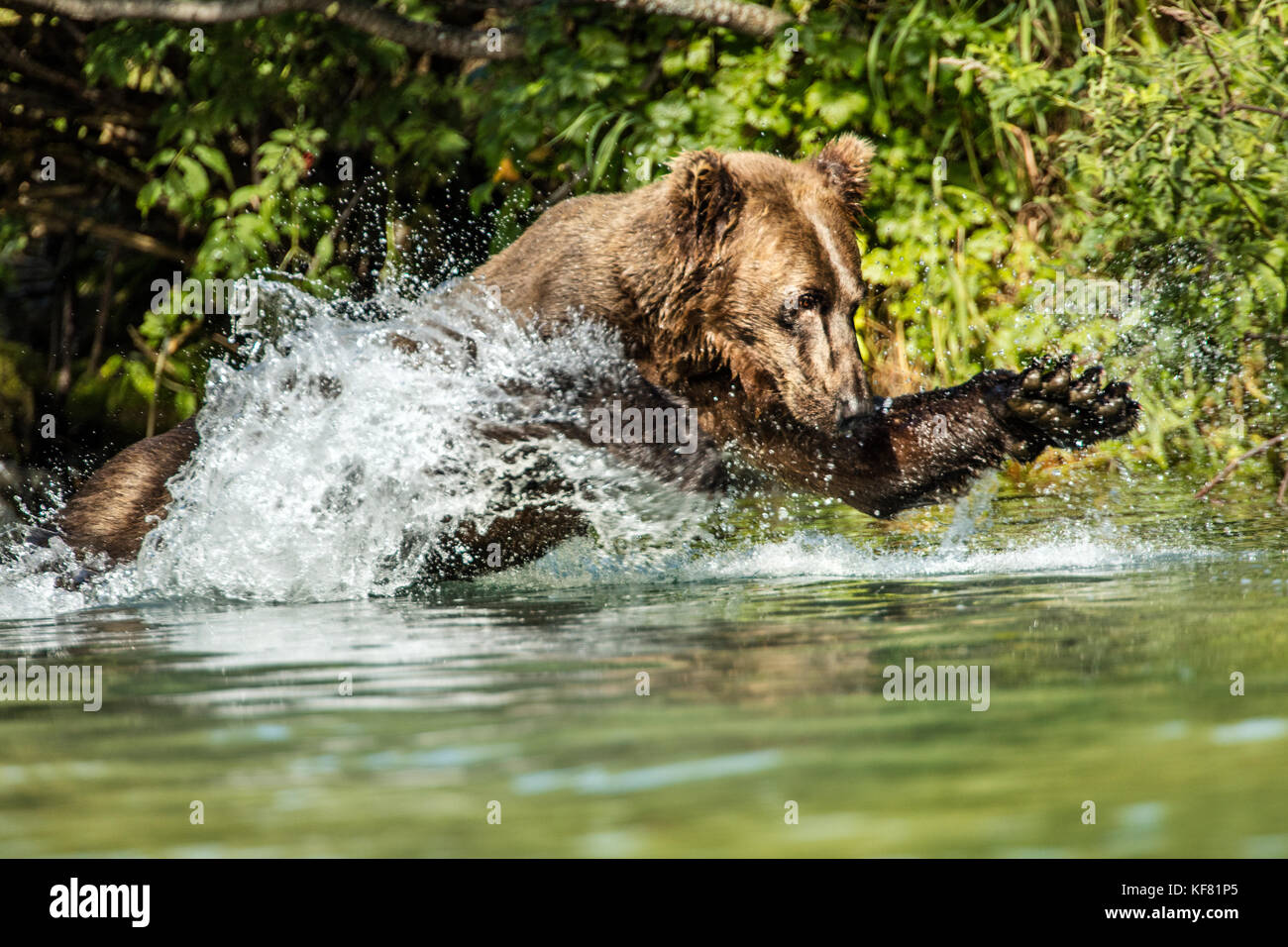 Grizzly bear catching fish hi-res stock photography and images - Alamy