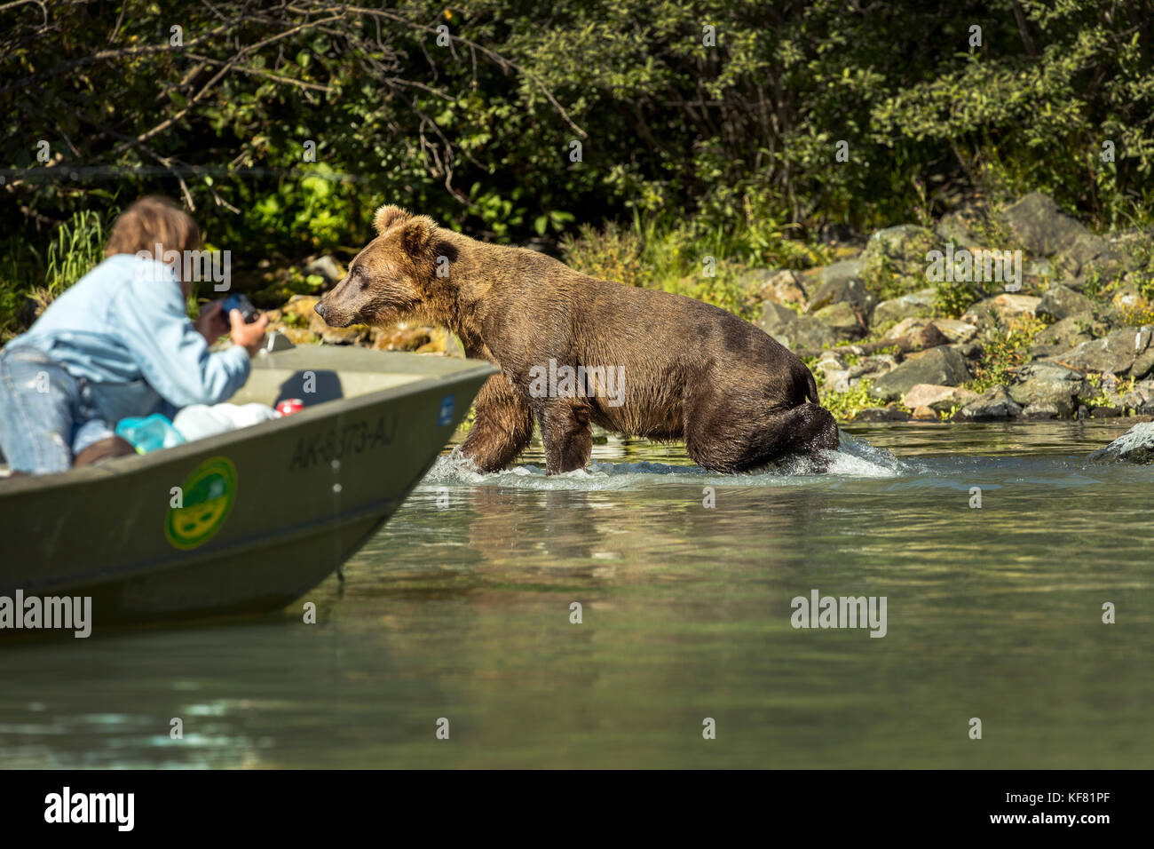 USA, Alaska, Redoubt Bay, Big River Lake, a brown grizzly bear catching ...