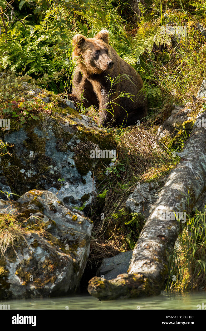 USA, Alaska, Redoubt Bay, Big River Lake, a brown grizzly bear walking ...