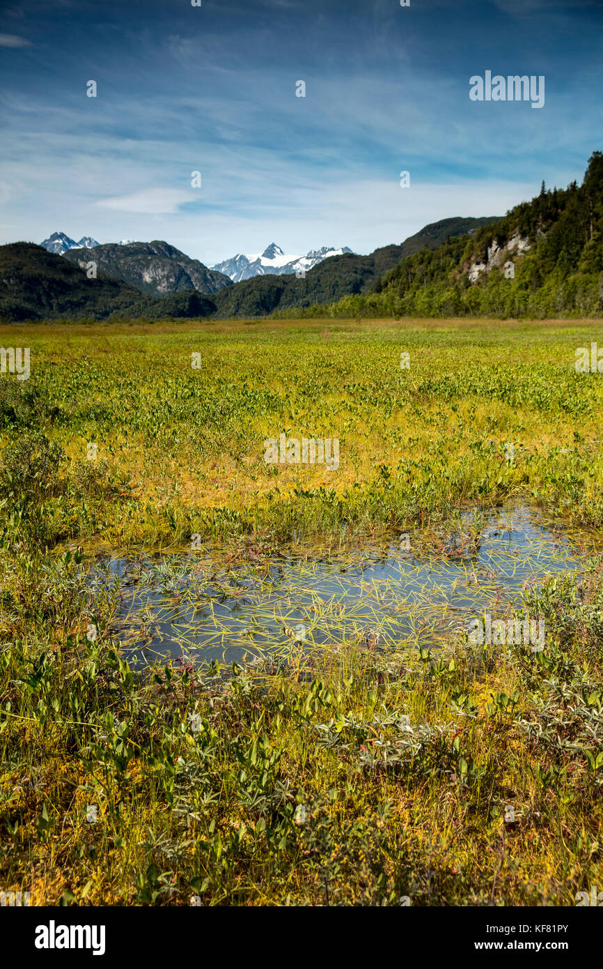 USA, Alaska, Redoubt Bay, Big River Lake, the floating marsh near ...