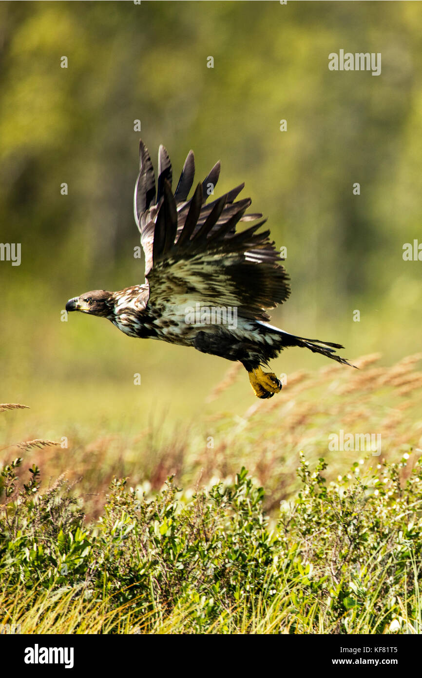 USA, Alaska, Redoubt Bay, Big River Lake, a juvenile eagle flying out ...