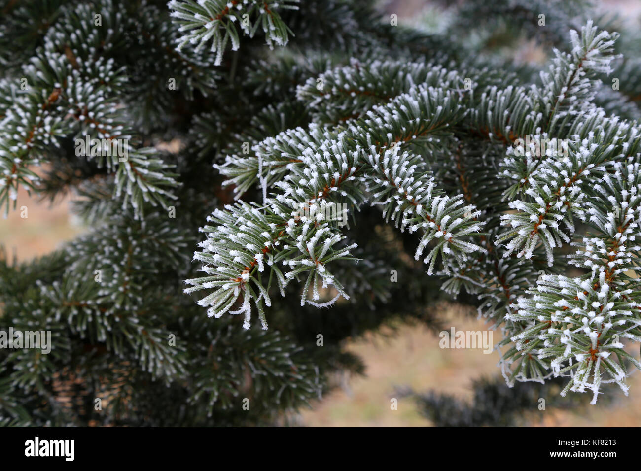 Coniferous trees in forest / Needles close-up Stock Photo - Alamy