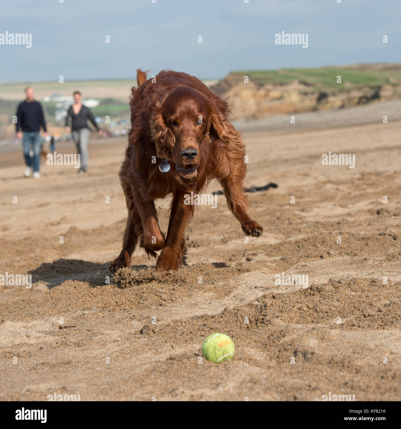 irish setter red setter chasing ball at beach Stock Photo - Alamy
