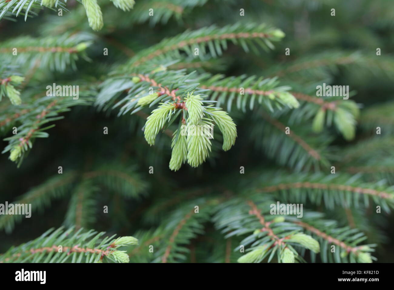 Coniferous trees in forest / Needles close-up Stock Photo - Alamy