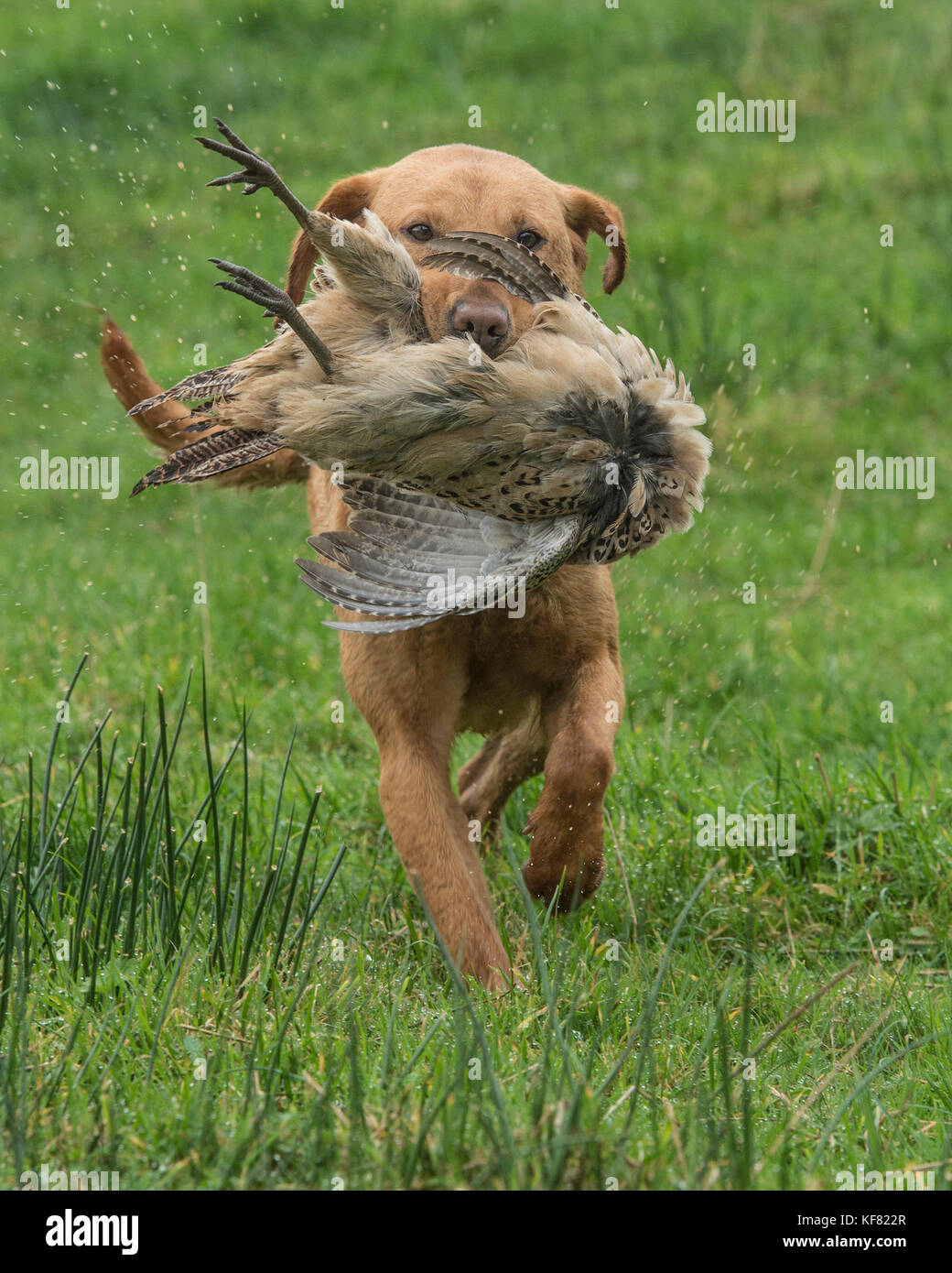labrador retriever retrieving dead pheasant Stock Photo - Alamy