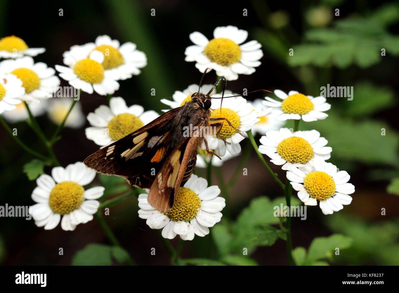 A brown butterfly (possibly a flame sedge-skipper) feeding on small ...