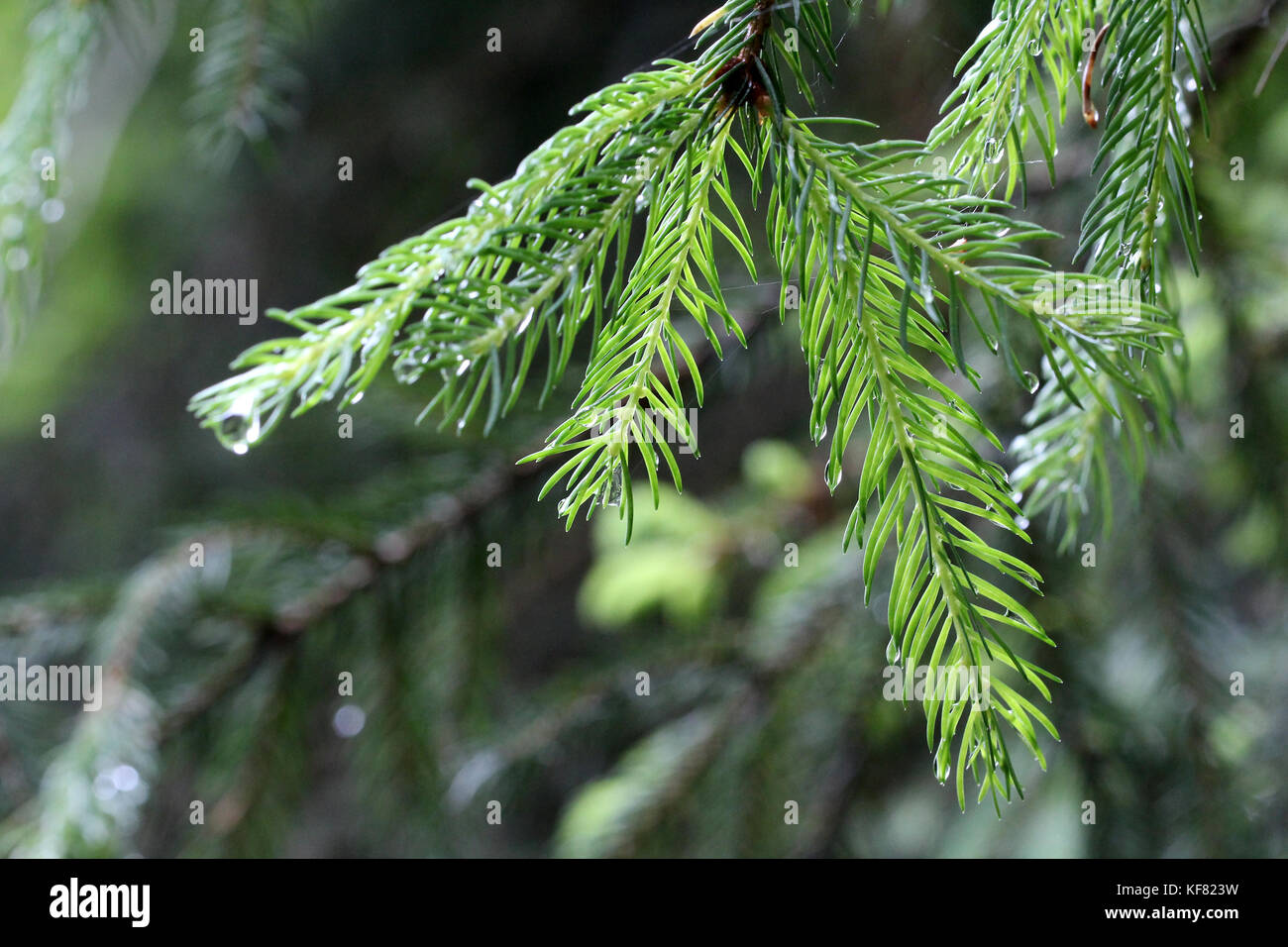 Coniferous trees in forest / Needles close-up Stock Photo - Alamy