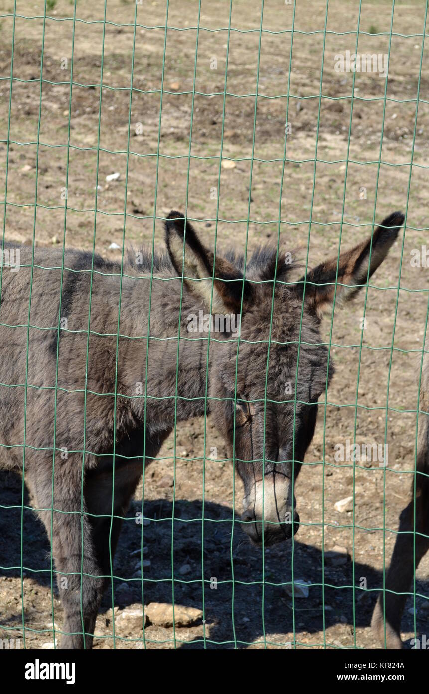 Donkey behind a wire mesh in Sardinia Stock Photo - Alamy