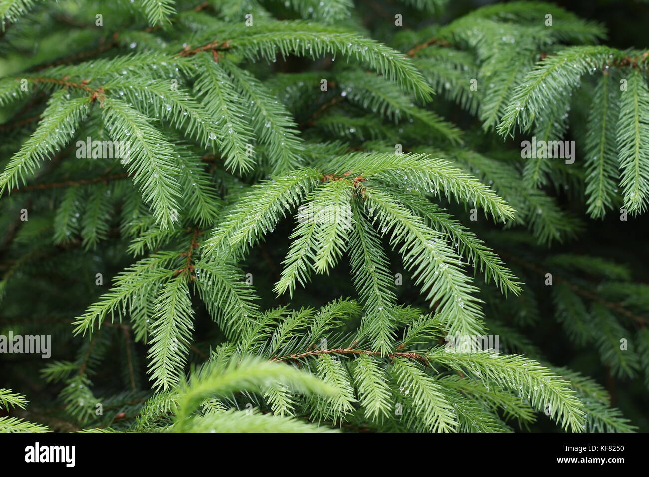 Coniferous trees in forest / Needles close-up Stock Photo - Alamy
