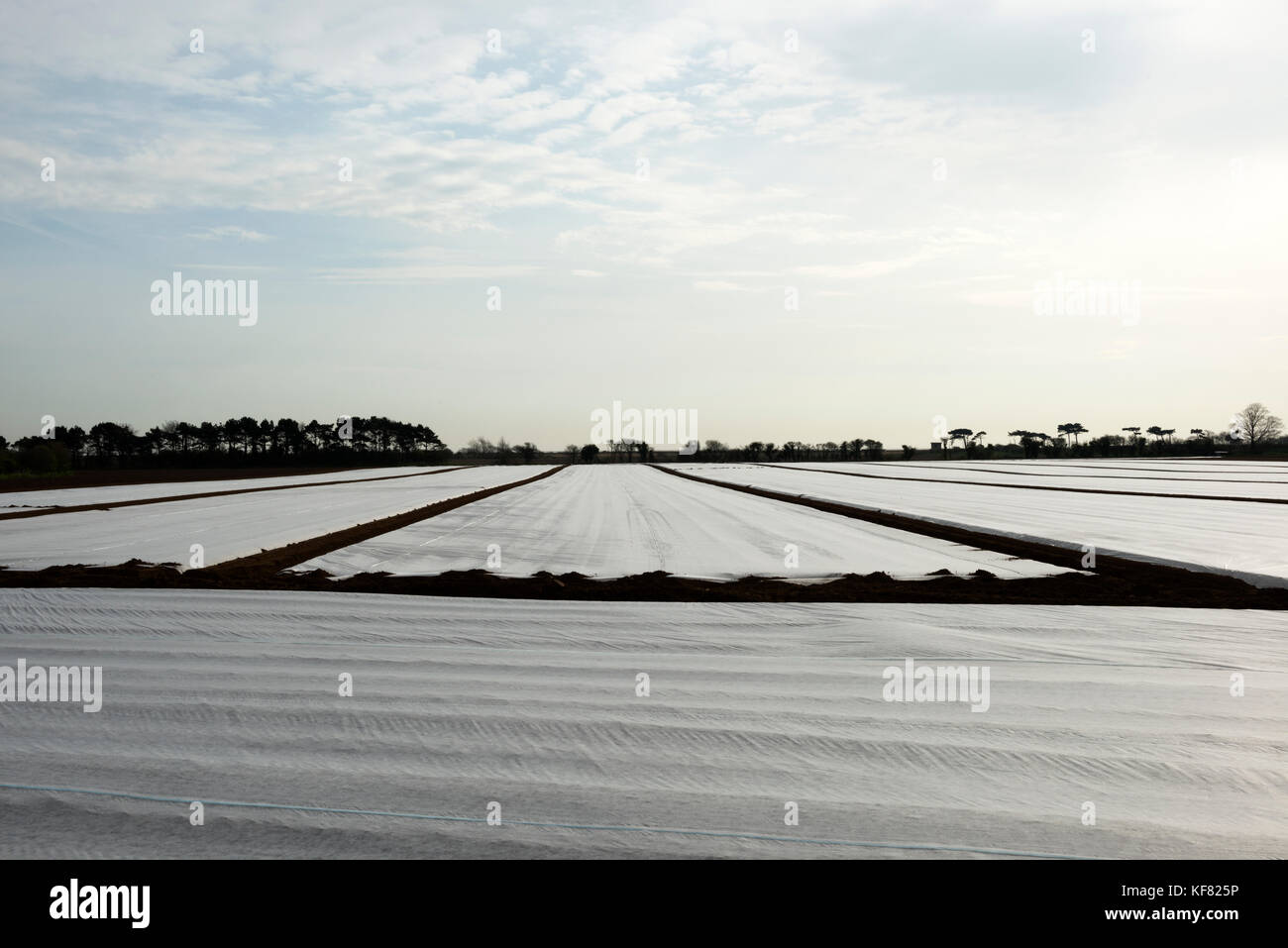 Potato crop growing under fleece, Bawdsey, Suffolk, UK Stock Photo - Alamy