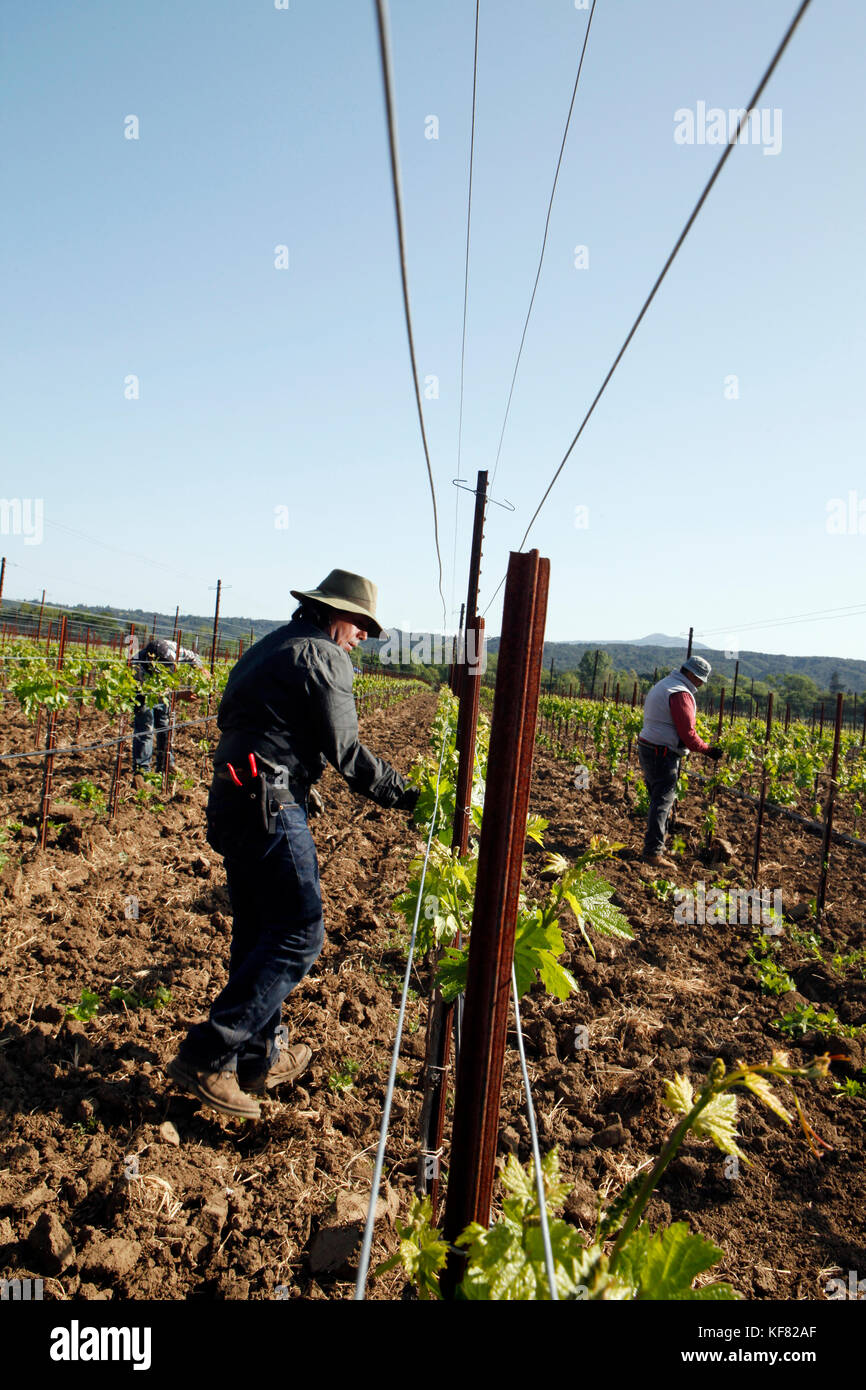 USA, California, Healdsburg, vineyard workers at Quivira Vineyard in ...