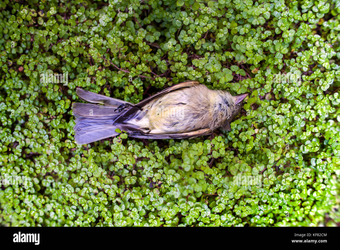 USA, California, Mill Valley, a beautiful dead bird lays atop a patch ...