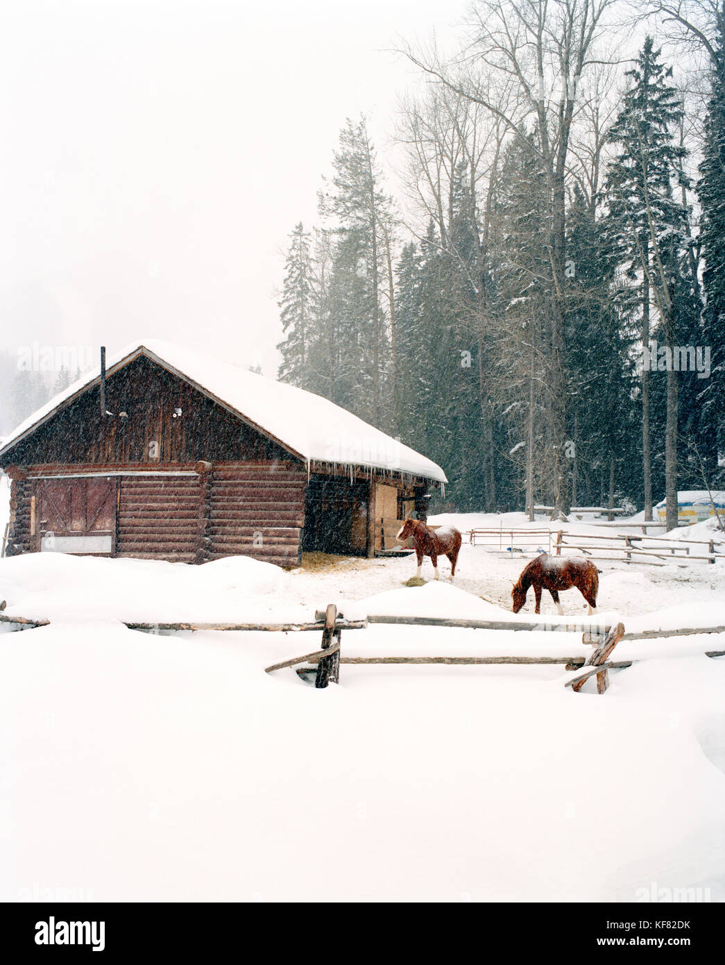 CANADA, BC Rockies, horses and barn in the snow in the Winter in Fernie ...