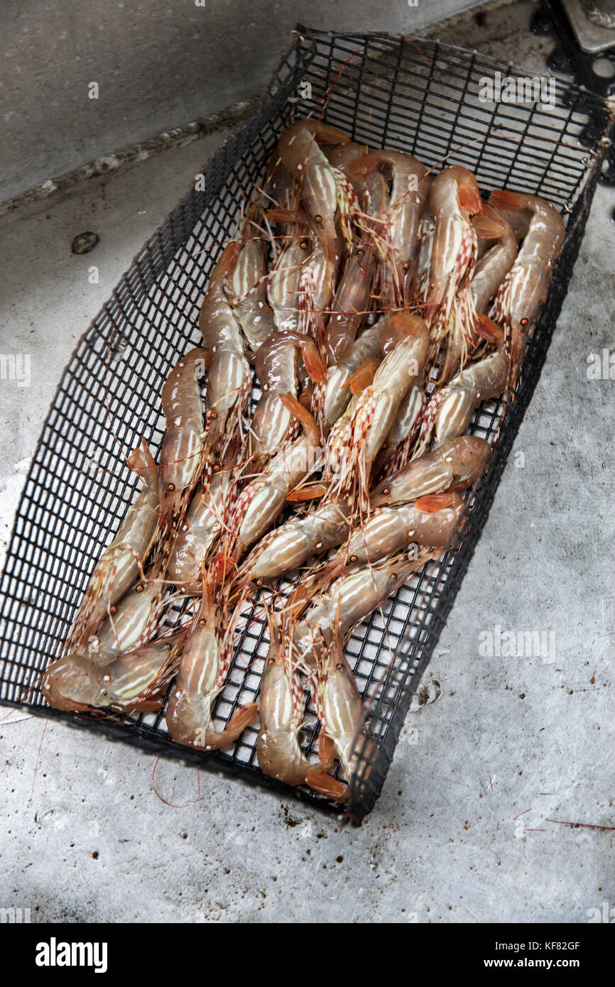 Spotted prawns hi-res stock photography and images - Alamy