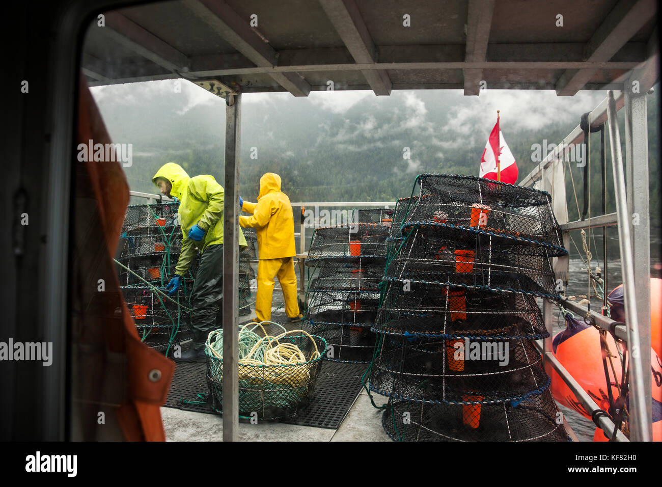 CANADA, Vancouver, British Columbia, the crew stacks Spotted Prawns ...