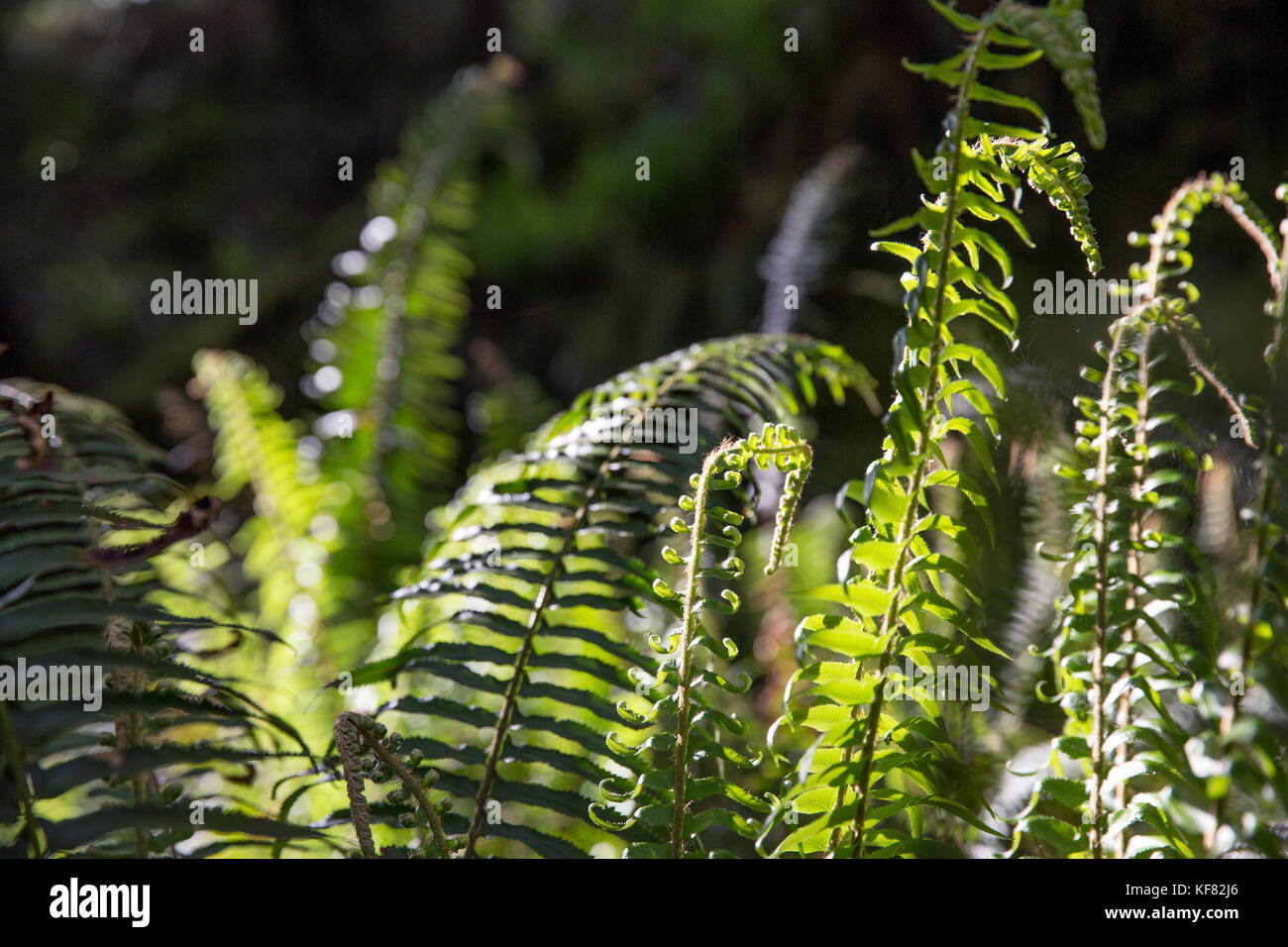 Detail of ferns near brigade bay on gambier island hi-res stock ...