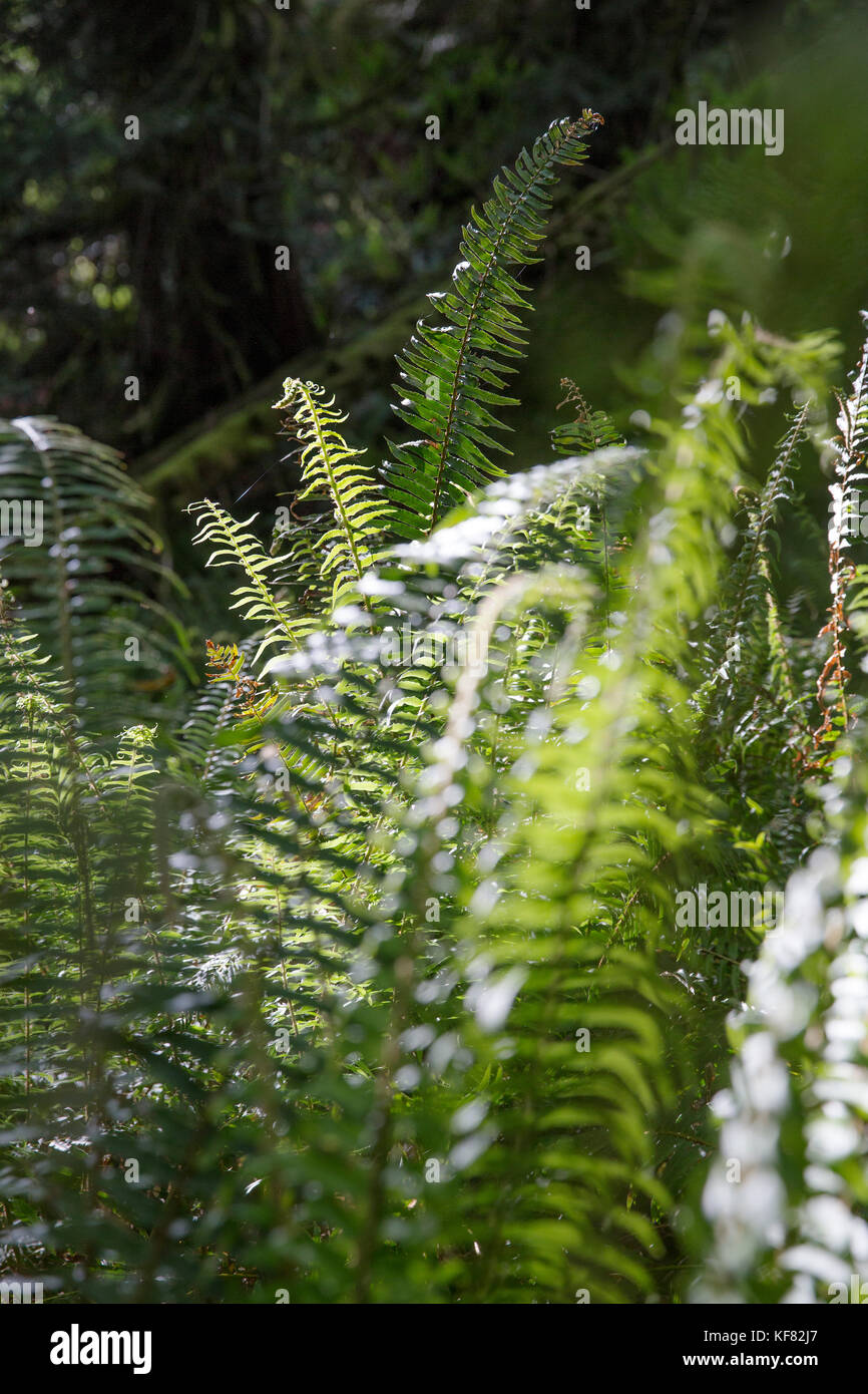 CANADA, Vancouver, British Columbia, detail of ferns near Brigade Bay ...