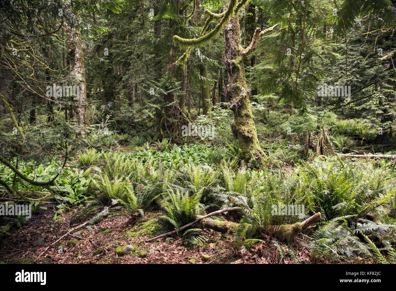 CANADA, Vancouver, British Columbia, detail of ferns and rainforest on ...