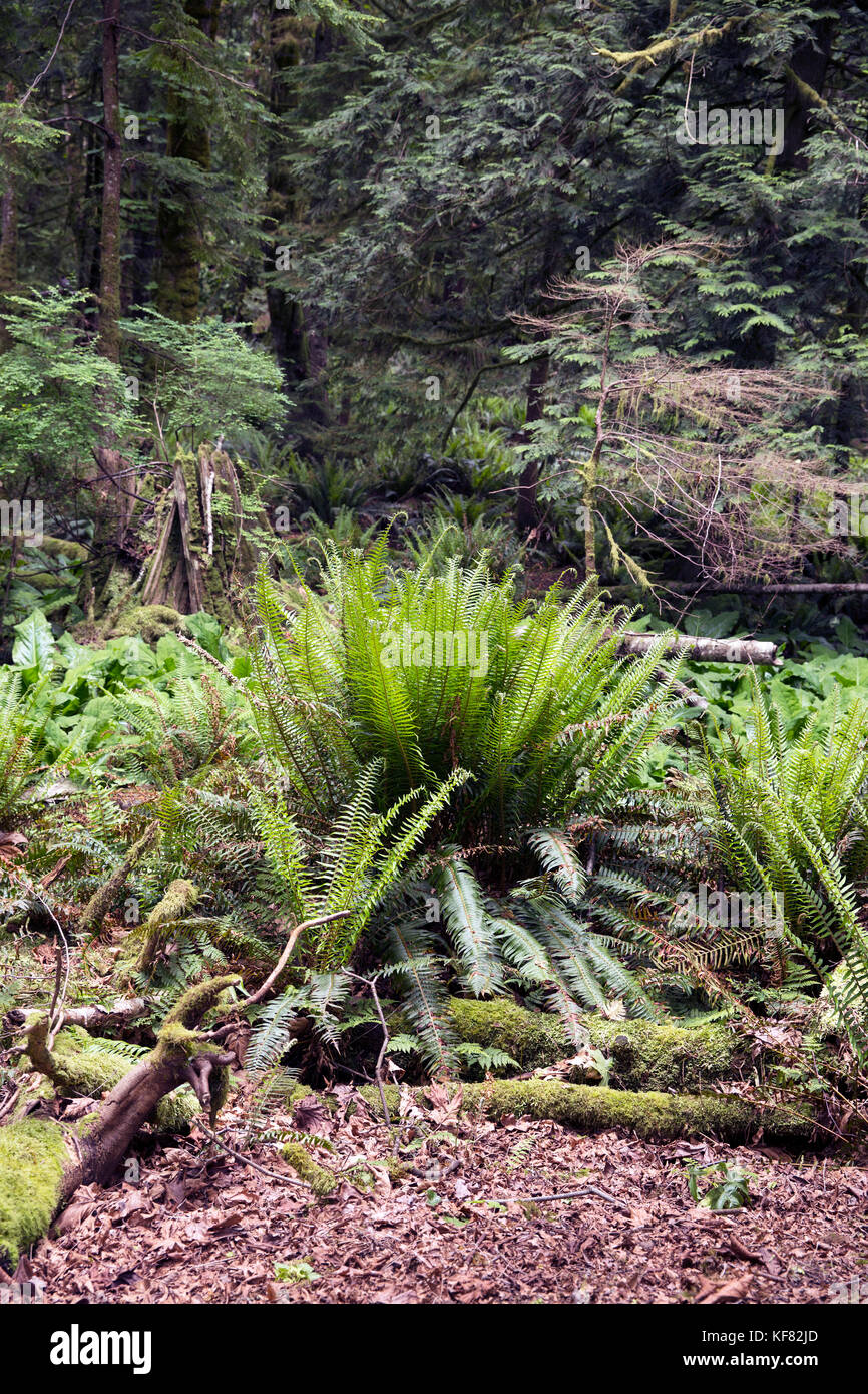 CANADA, Vancouver, British Columbia, detail of ferns and rainforest on ...