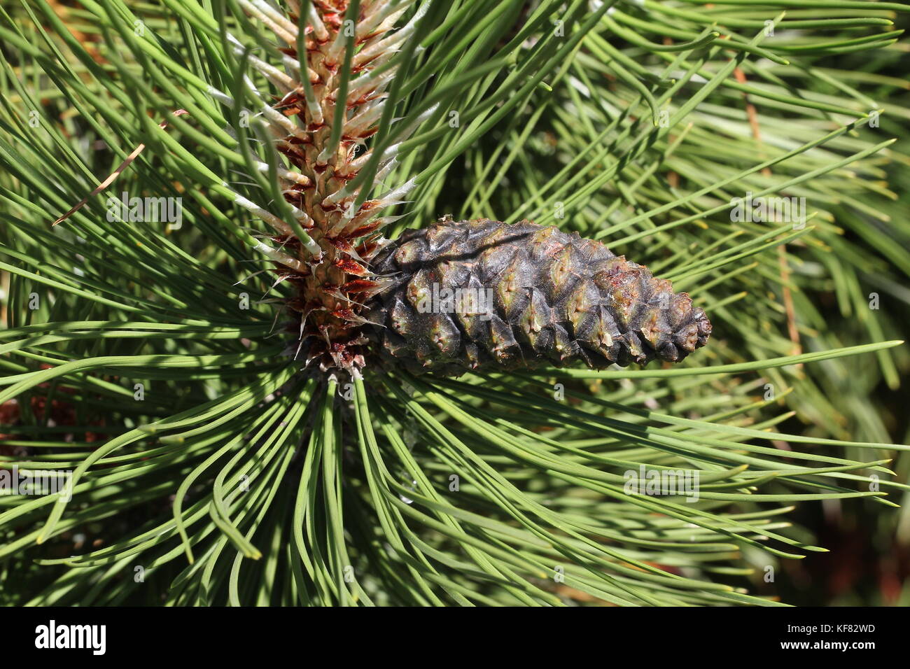 Coniferous trees in forest / Needles close-up Stock Photo - Alamy