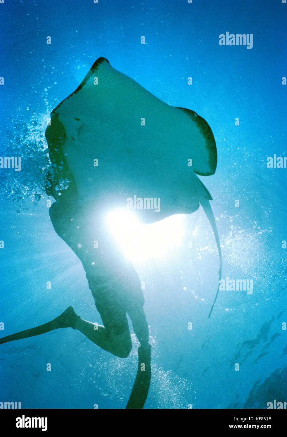 Sting ray caribbean hi-res stock photography and images - Alamy