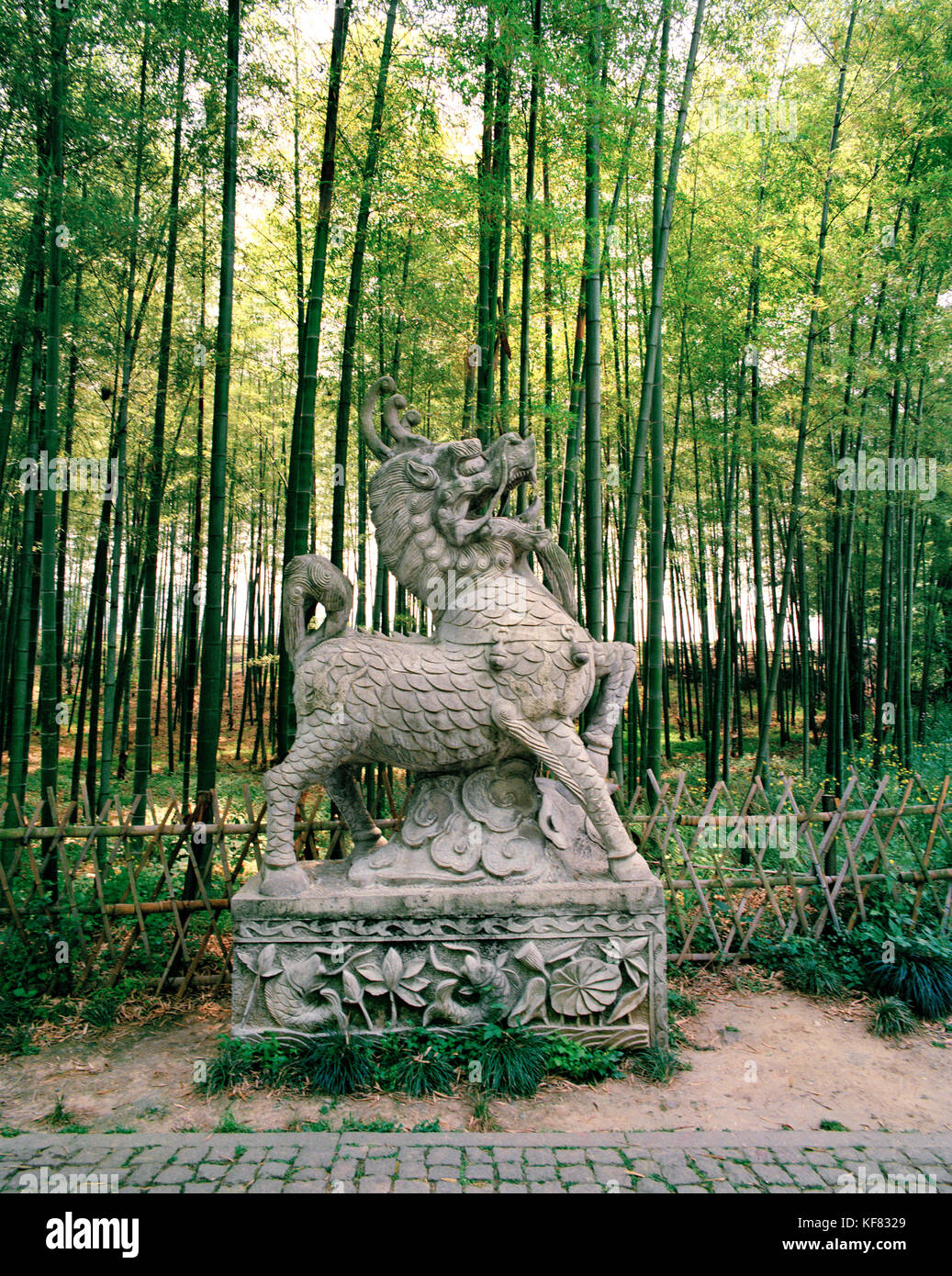 Bamboo forest in hangzhou hi-res stock photography and images - Alamy