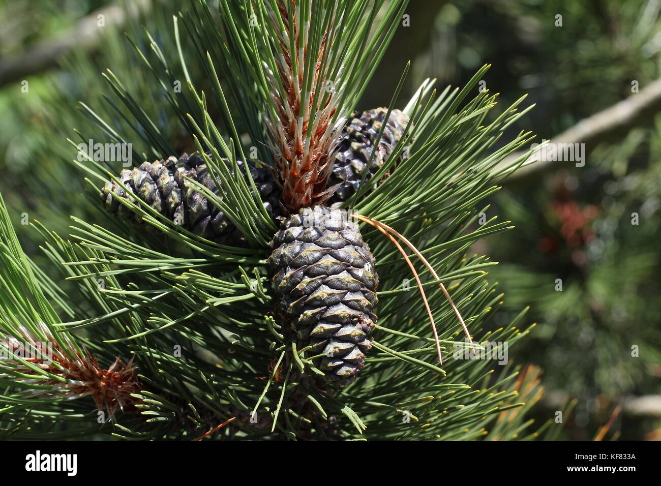 Coniferous trees in forest / Needles close-up Stock Photo - Alamy