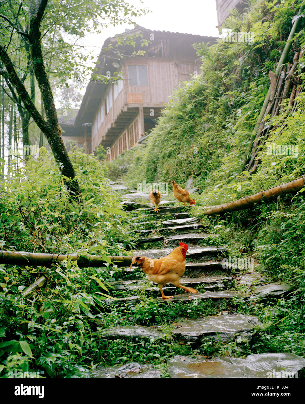 CHINA, Longsheng, hens walking on steps at the Dragon Backbone Rice ...