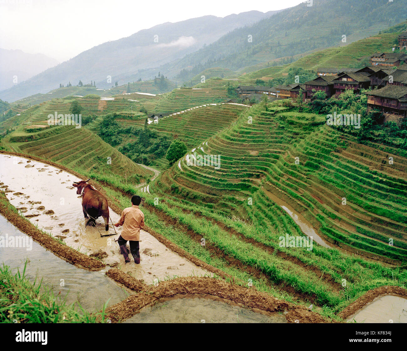 CHINA, Longsheng, elevated view of farmers working the Dragon Backbone ...