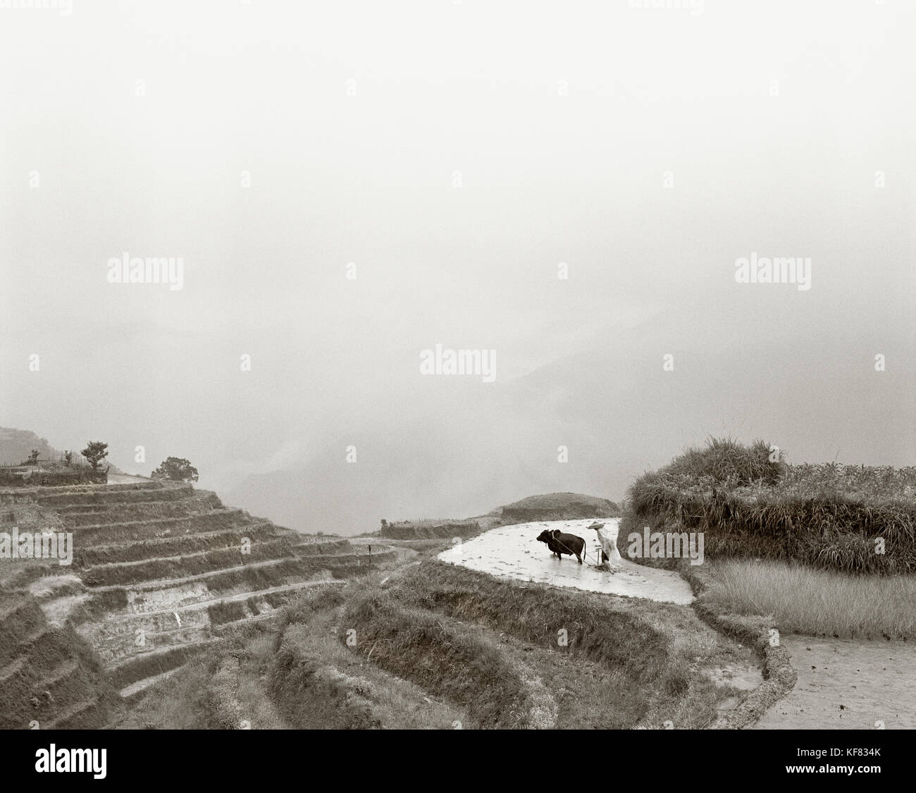 CHINA, Longsheng, farmer and water buffalo plough the Dragon Backbone ...
