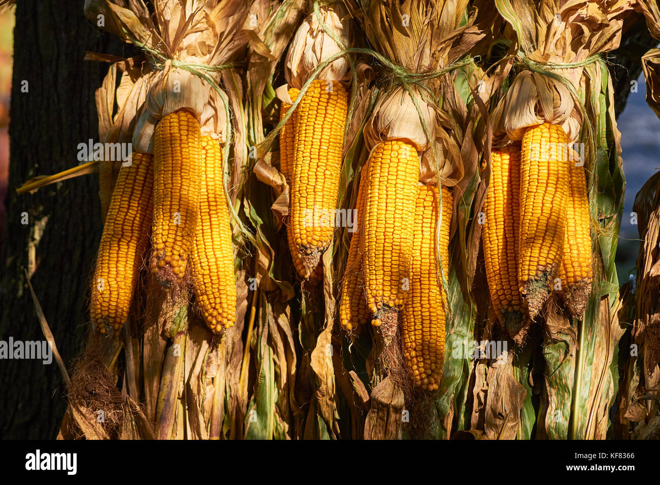 Dried corn at a Lancaster County, Pennsylvania farmer's market Stock ...