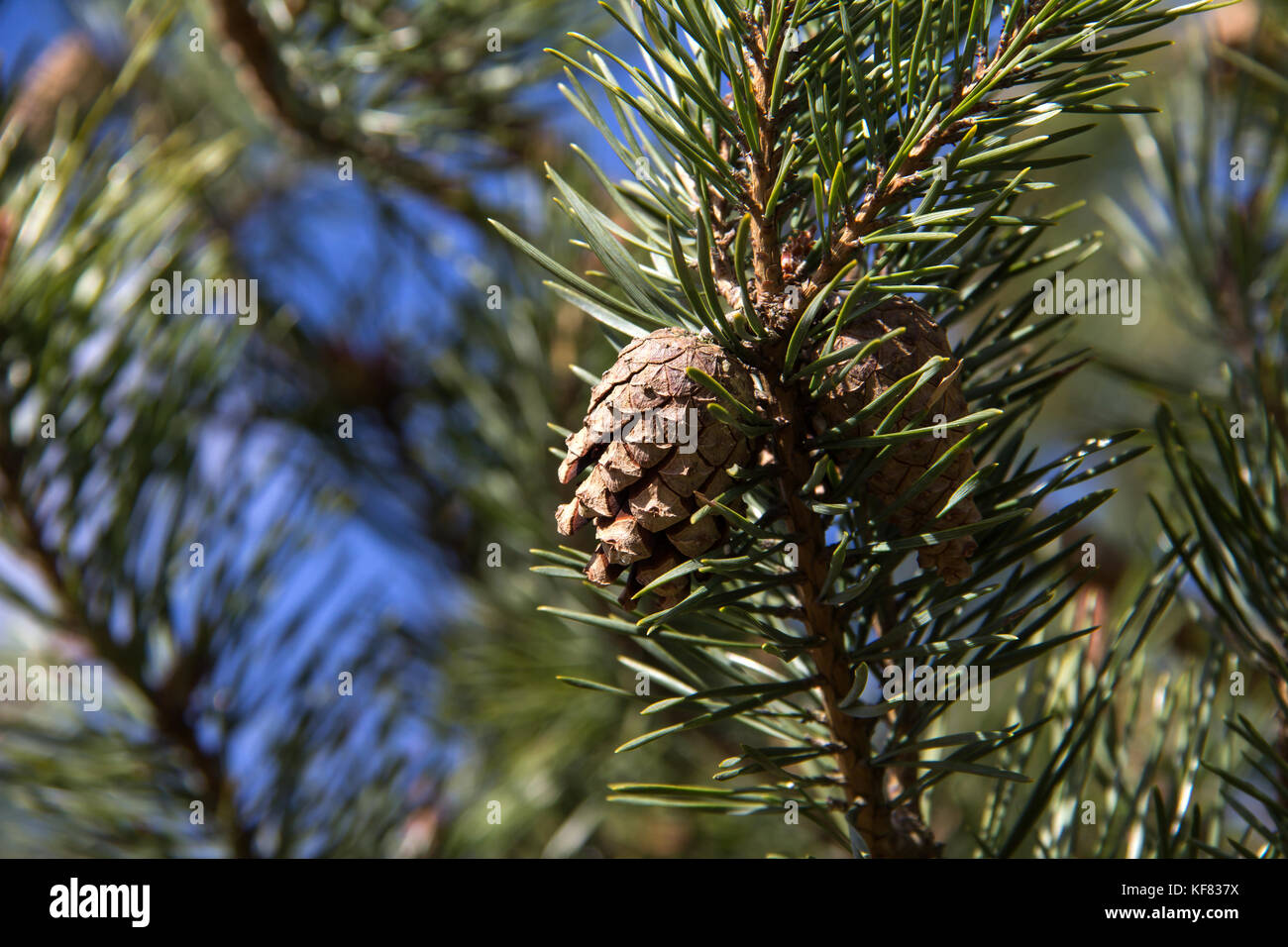 Coniferous trees in forest / Needles close-up Stock Photo - Alamy