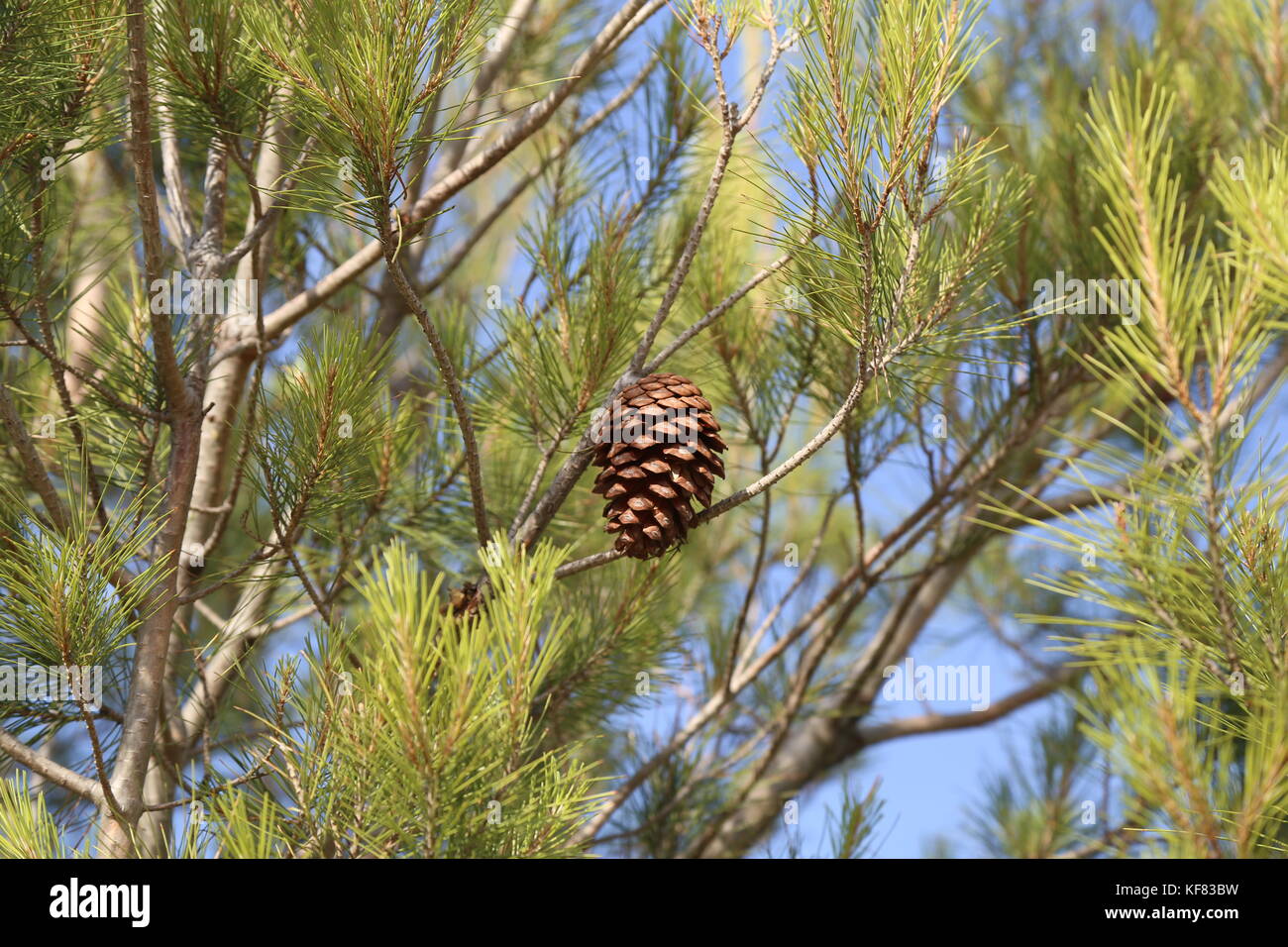 Coniferous trees in forest / Needles close-up Stock Photo - Alamy