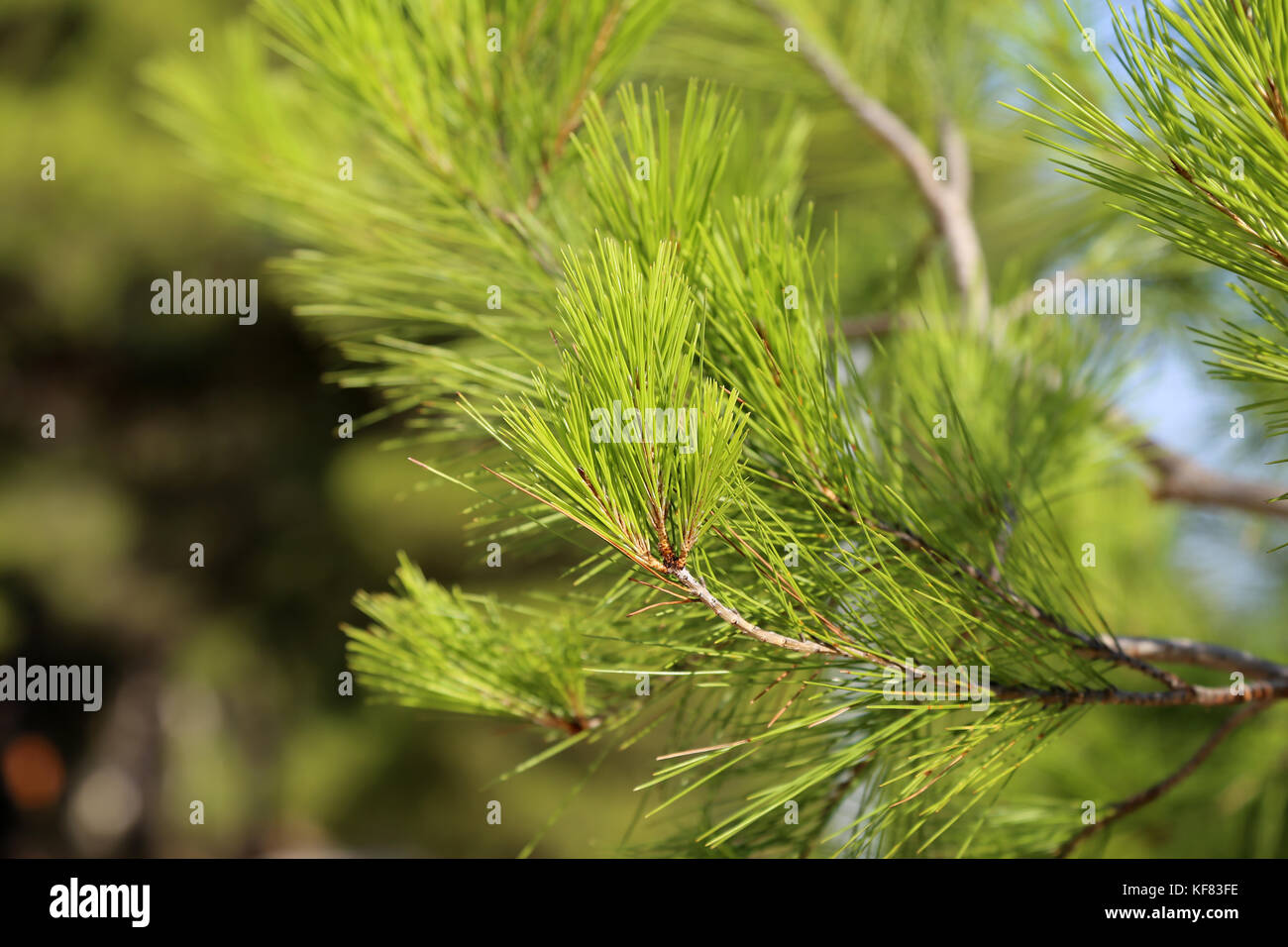 Coniferous trees in forest / Needles close-up Stock Photo - Alamy
