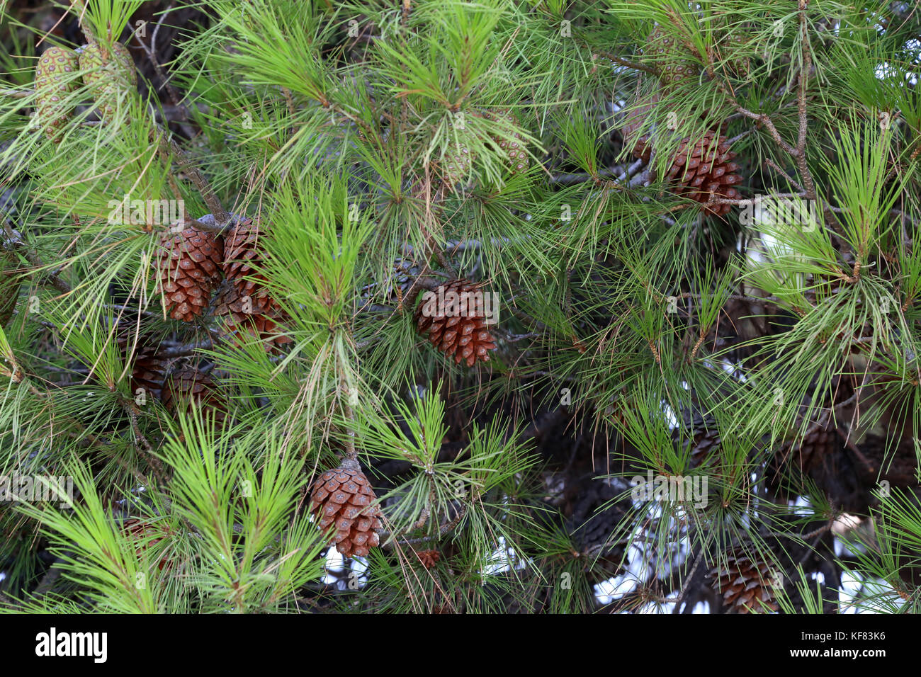 Coniferous trees in forest / Needles close-up Stock Photo - Alamy