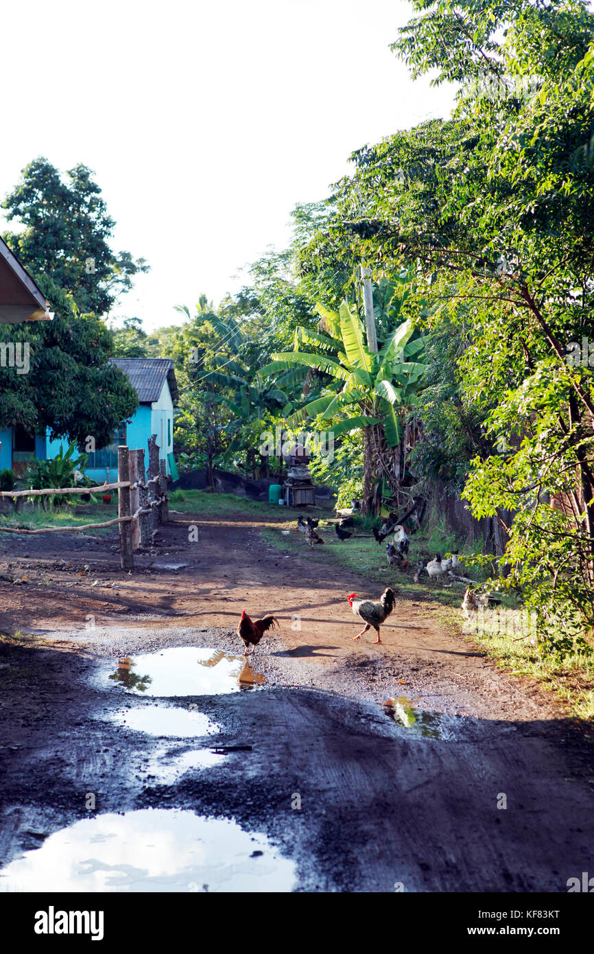 EASTER ISLAND, CHILE, Isla de Pascua, Rapa Nui, chickens roam through ...