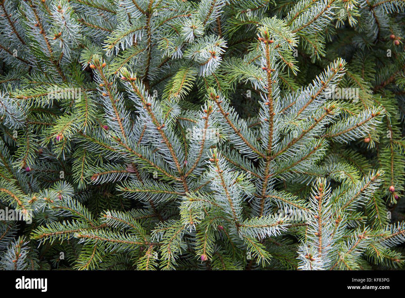 Coniferous trees in forest / Needles close-up Stock Photo - Alamy