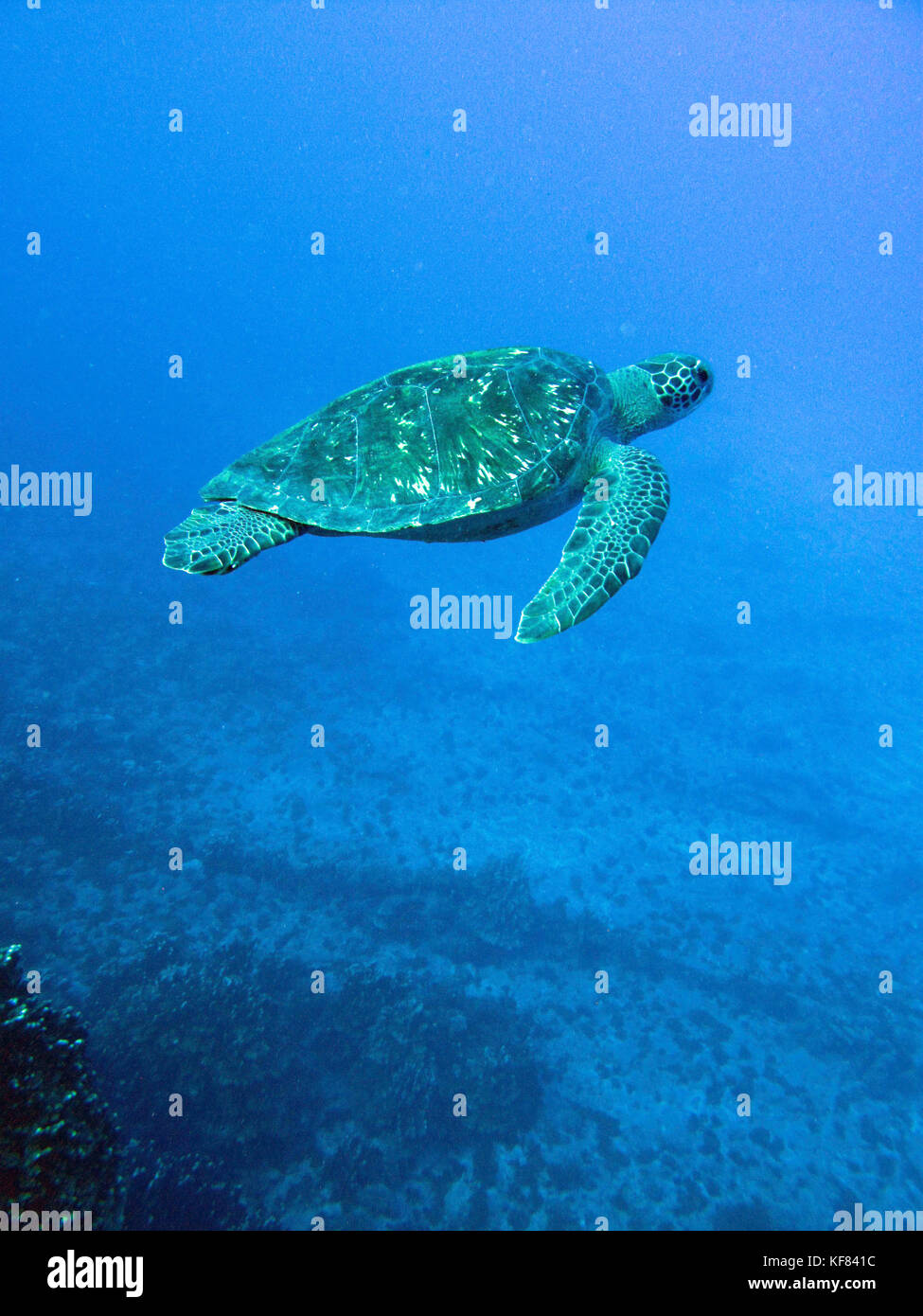 EASTER ISLAND, CHILE, Isla de Pascua, Rapa Nui, a turtle seen while ...