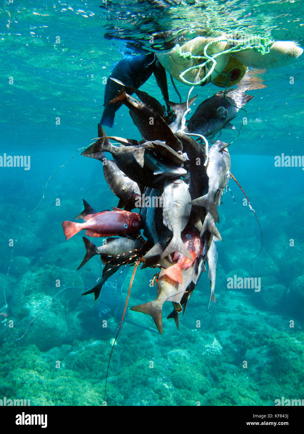 EASTER ISLAND, CHILE, Isla de Pascua, Rapa Nui, the fish caught while ...