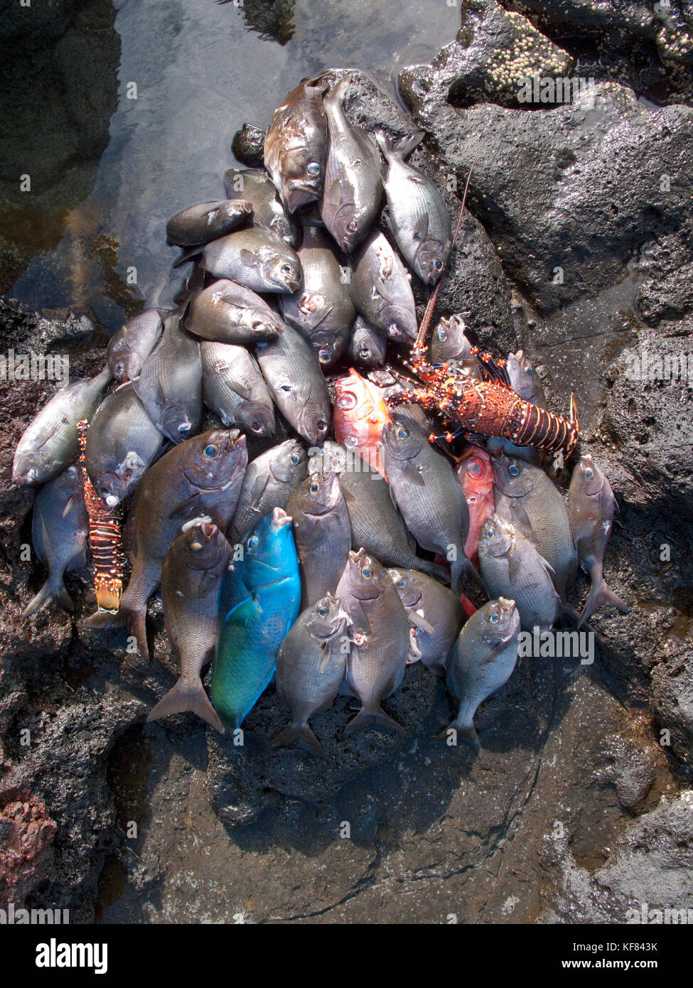 EASTER ISLAND, CHILE, Isla de Pascua, Rapa Nui, the fish caught while ...