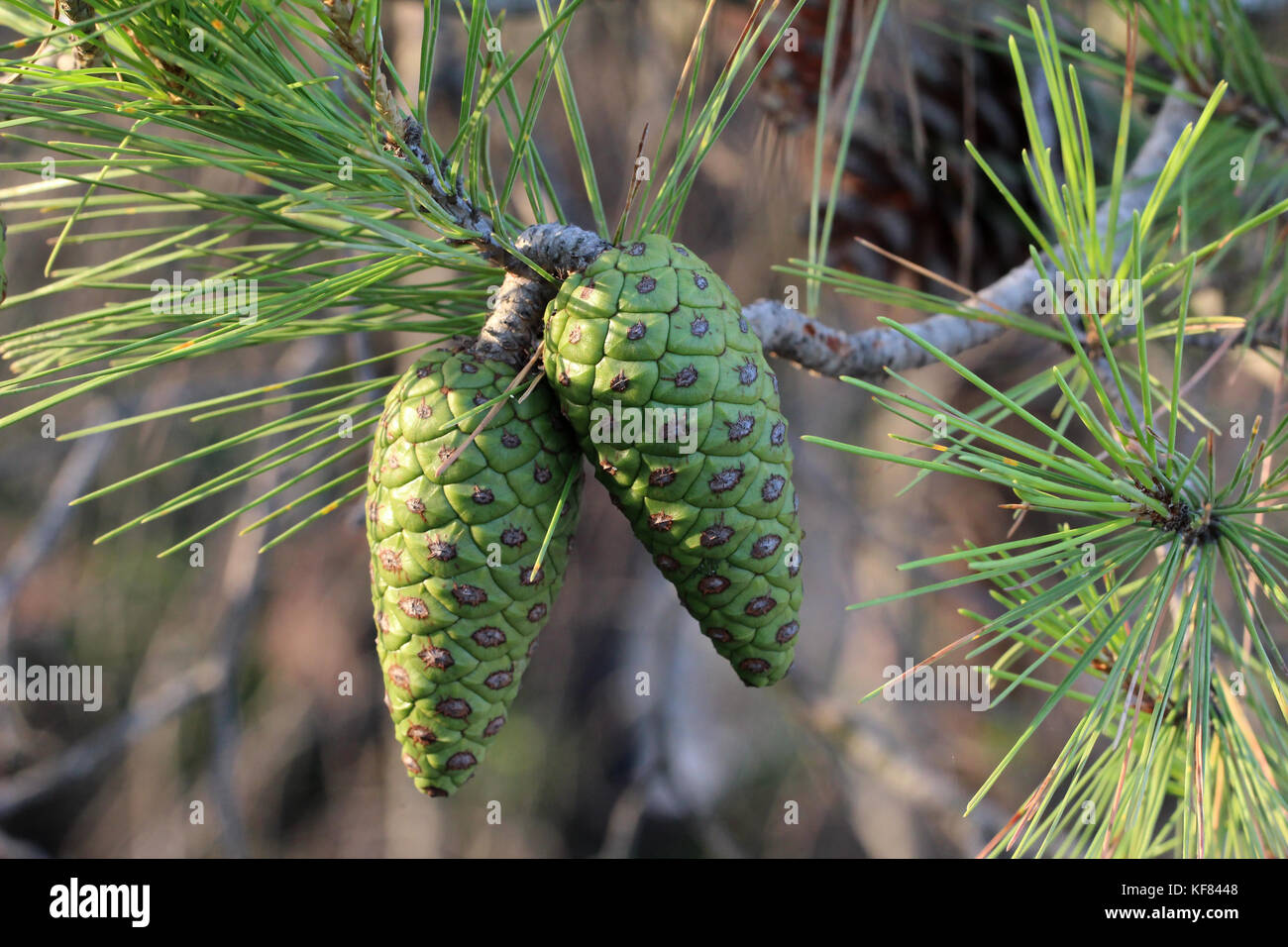 Coniferous trees in forest / Needles close-up Stock Photo - Alamy