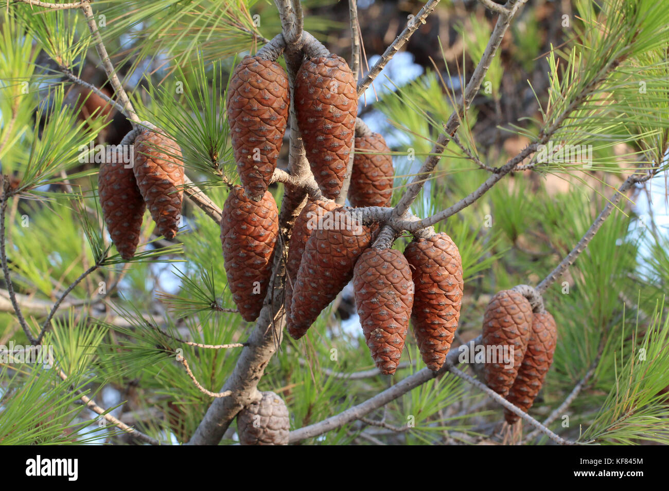 Coniferous trees in forest / Needles close-up Stock Photo - Alamy