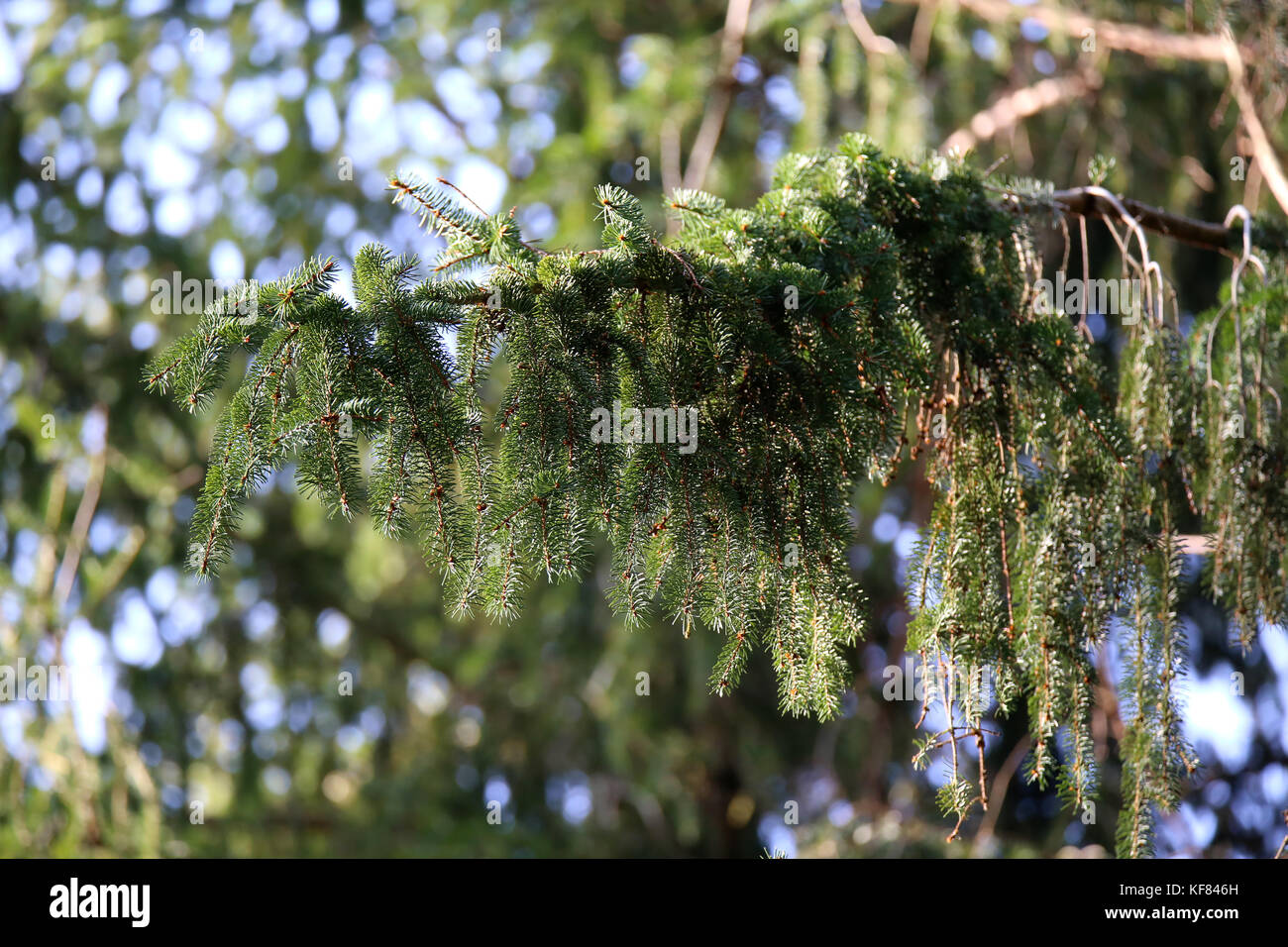 Coniferous trees in forest / Needles close-up Stock Photo - Alamy