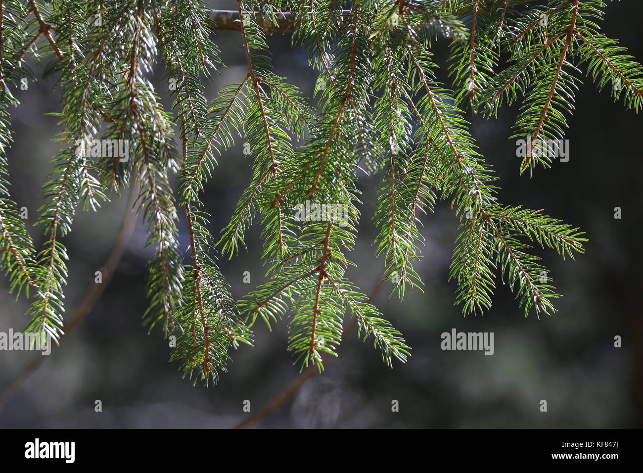 Coniferous trees in forest / Needles close-up Stock Photo - Alamy